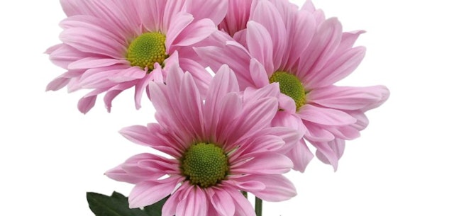 10 Daisy Varieties to Brighten Your Day