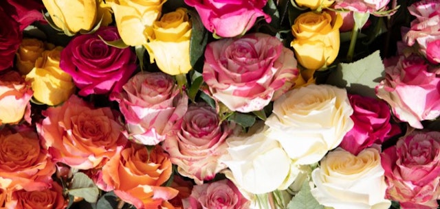 Top 10 Best Flowers to Gift for Any Occasion | Floral Picks