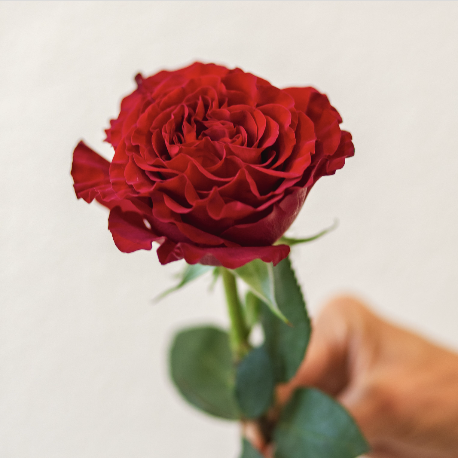 Bloomsy Roses Subscription Monthly Flower Subscription