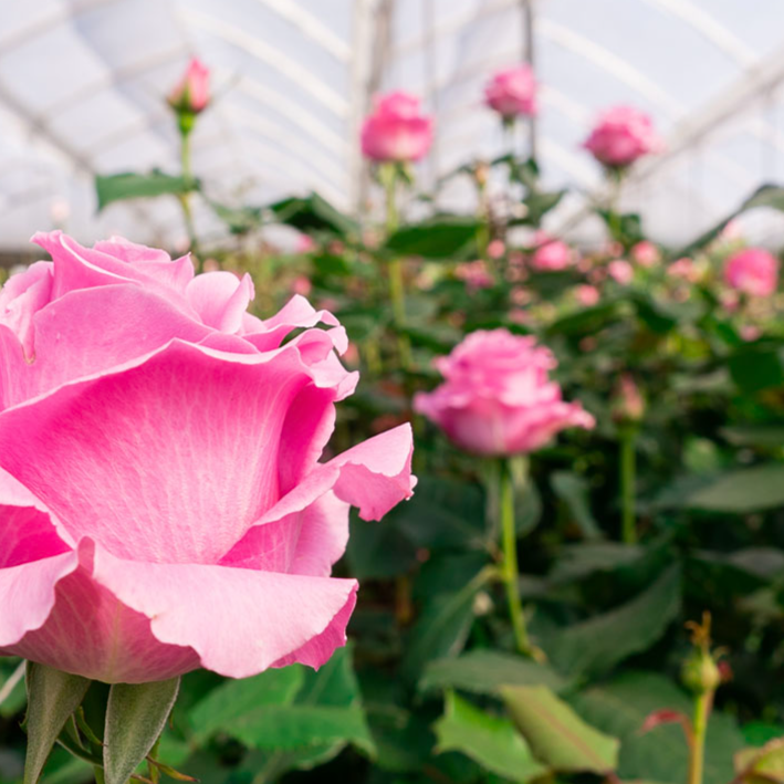 Bloomsy Roses Subscription Monthly Flower Subscription