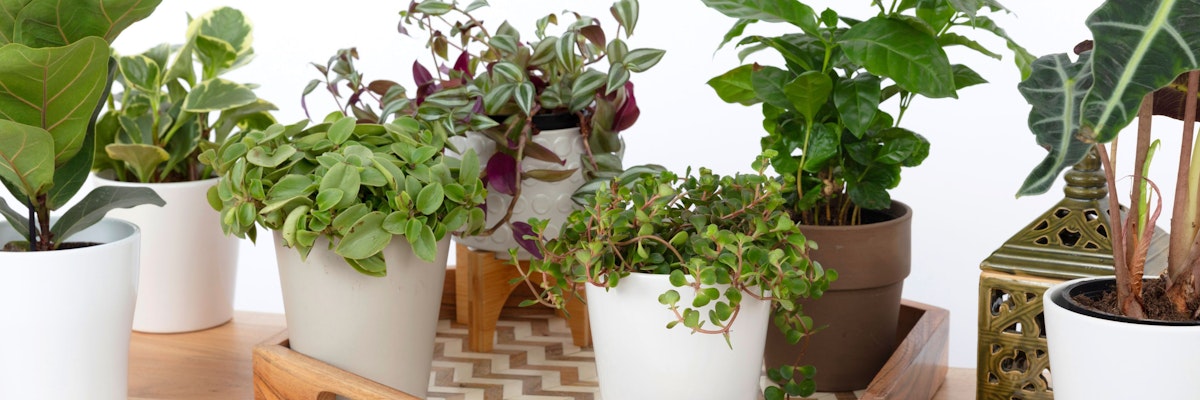 How Plants Bring Happiness to Your Home