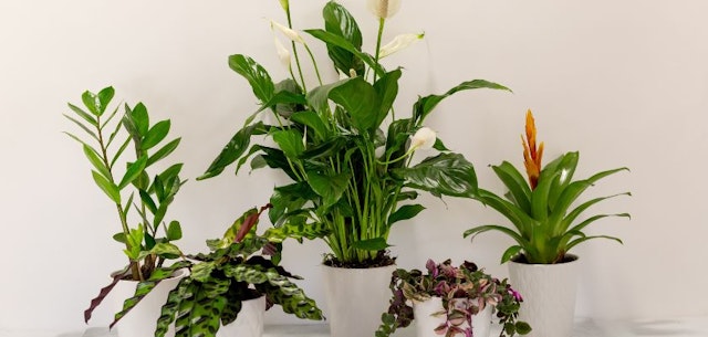 7 Plants That Symbolize New Beginnings and Growth
