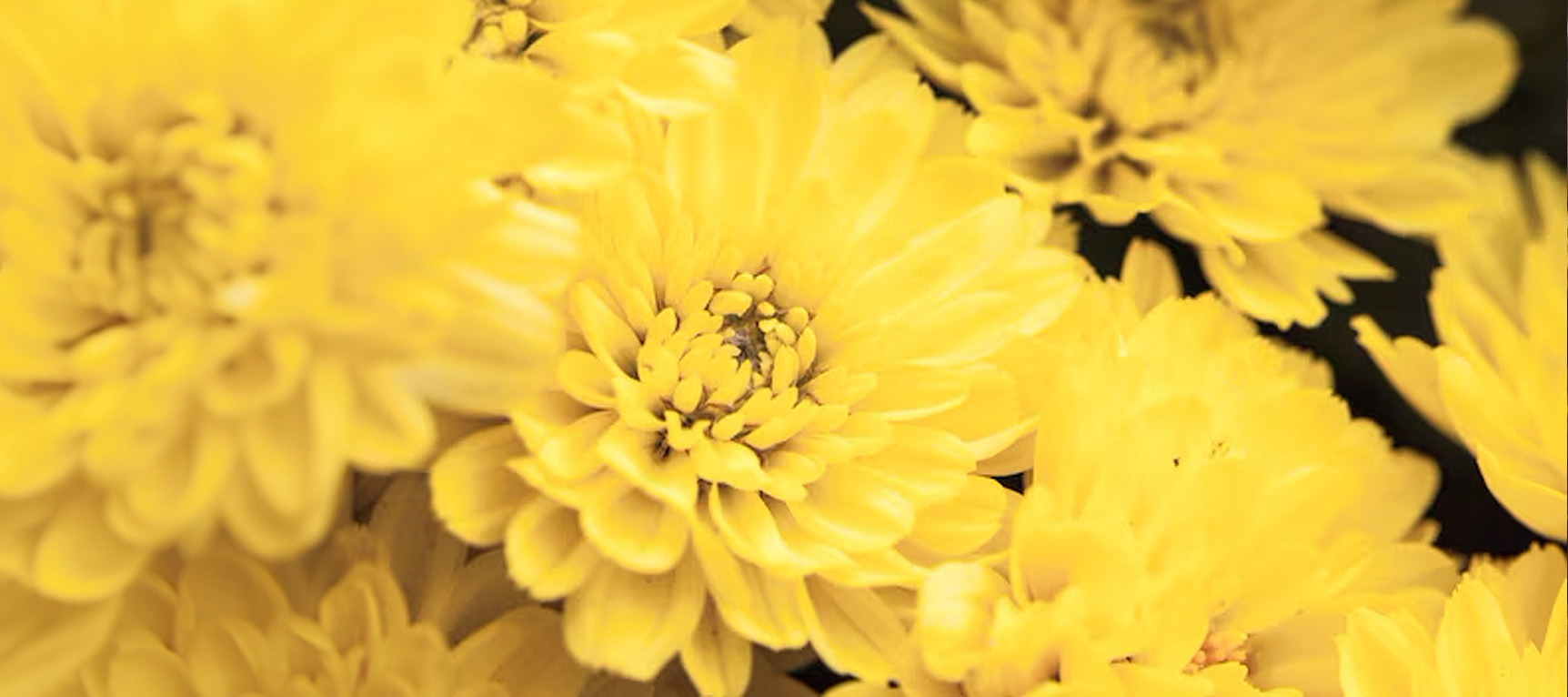 Cremon Bouquet - Elegant Fresh Flowers | BloomsyBox