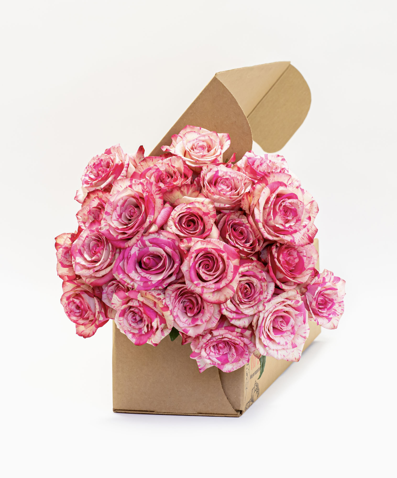 Painted Petal Roses | 24 stems of bi-color roses, light pink and white ...