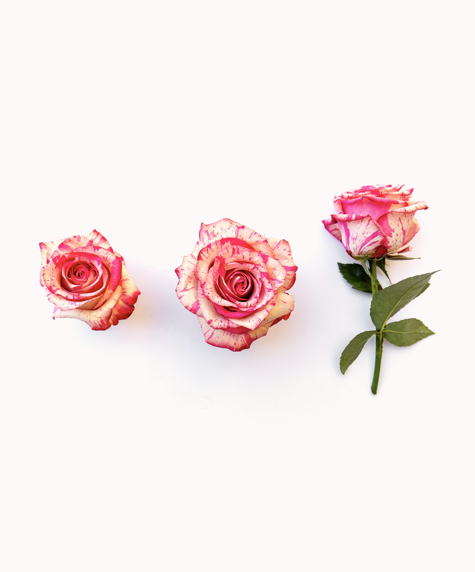 Painted Petal Roses | 24 stems of bi-color roses, light pink and white ...