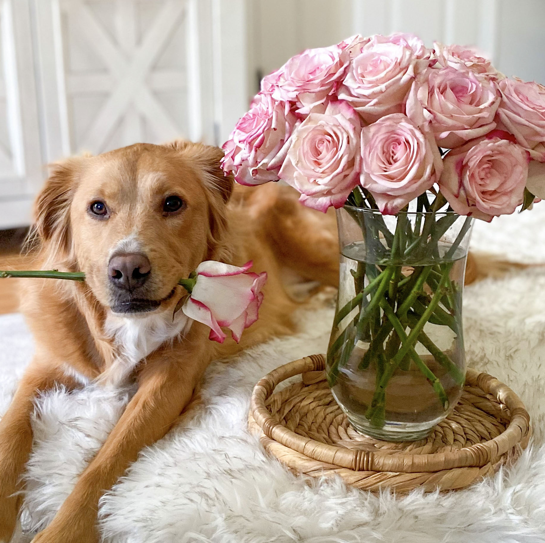 Pet-Safe Blooms Subscription Monthly Flower Subscription