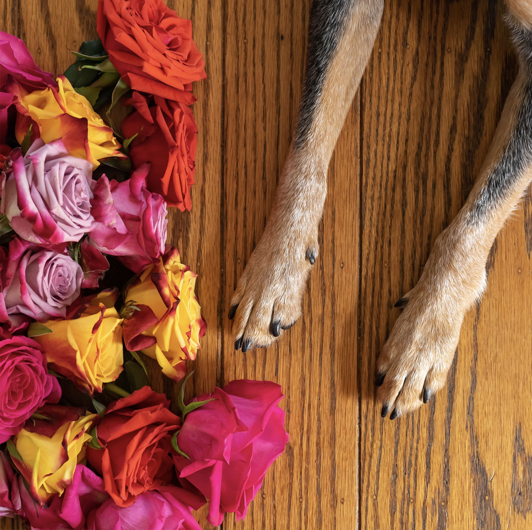 Pet-Safe Flowers Subscription for Cats & Dogs - Monthly