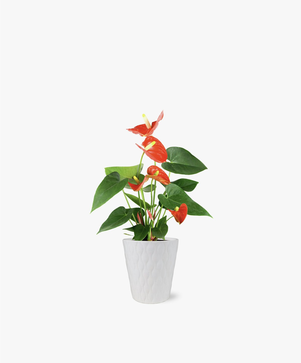 Anthurium Sierra Orange
