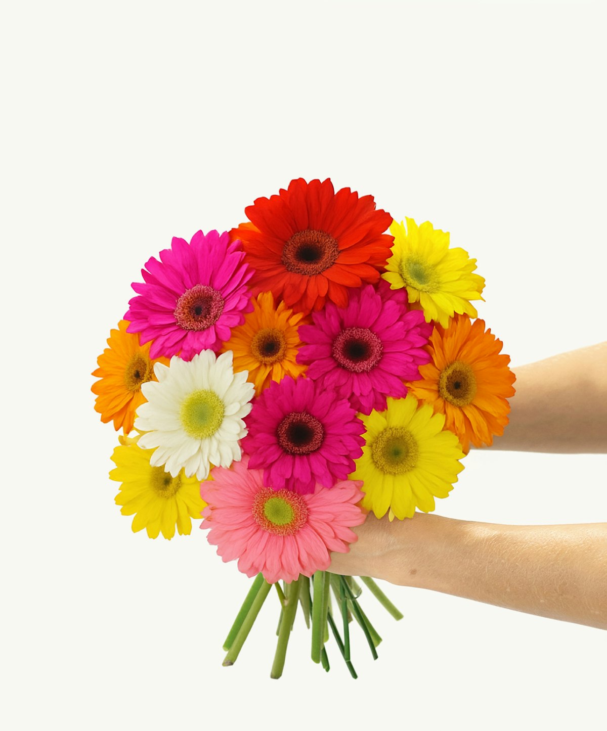 Joyful | 20 stems of multicolor Gerbera Daisy | Fresh Flower Delivery ...