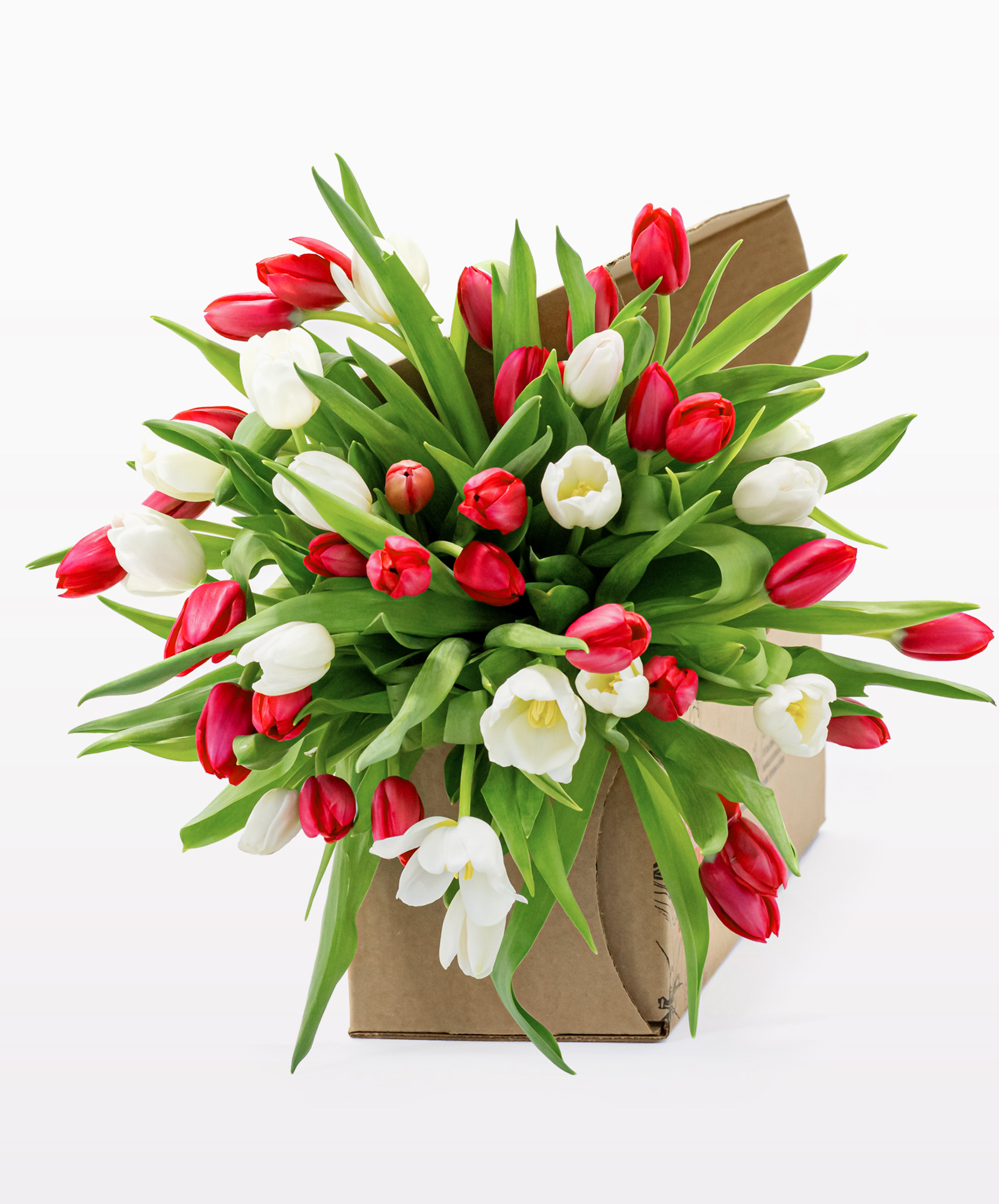 Winter Tulips Premium Floral Gift | BloomsyBox.com.com