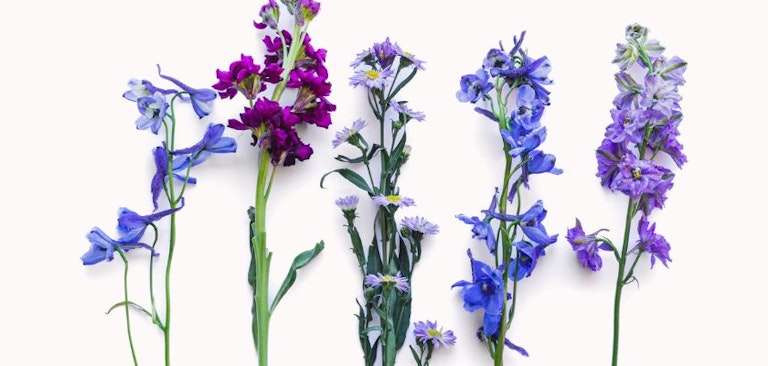 Best Color Combinations With Blue for Stunning Floral Designs
