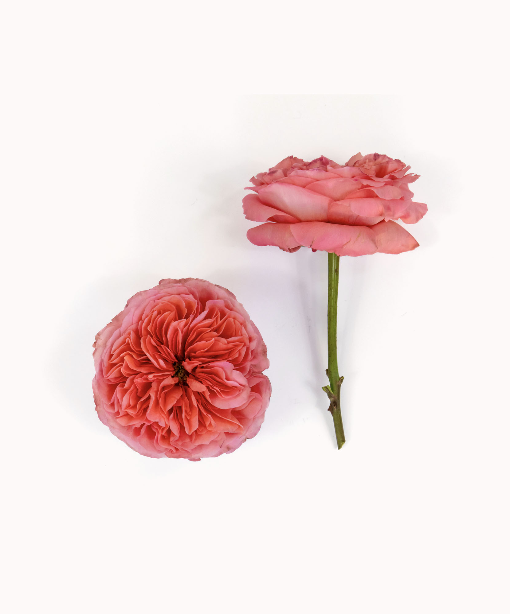 Pink Taffy - Soft Pink Romantic Bouquet | BloomsyBox