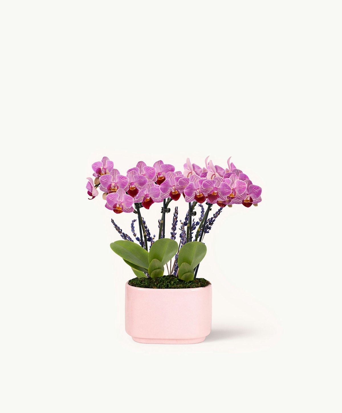 Petite Pink Sweetheart Orchid - Compact Bloom Duo | BloomsyBox