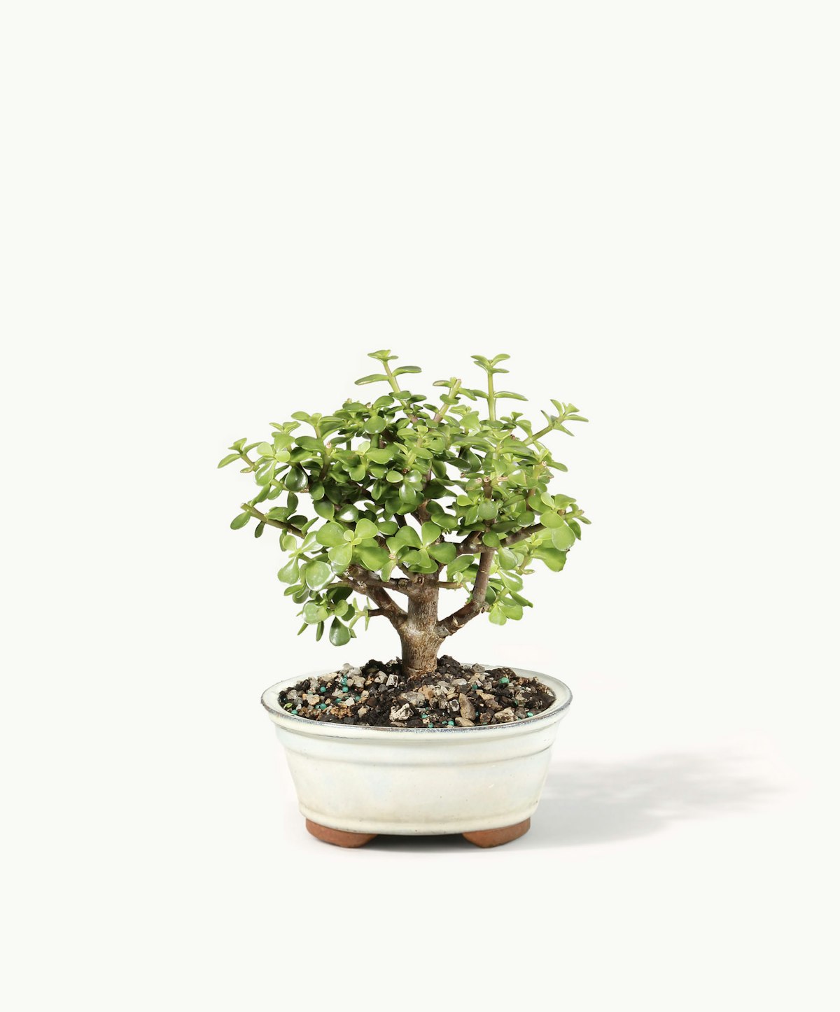 Dwarf Jade Plant | Modern Flower Delivery | BloomsyBox