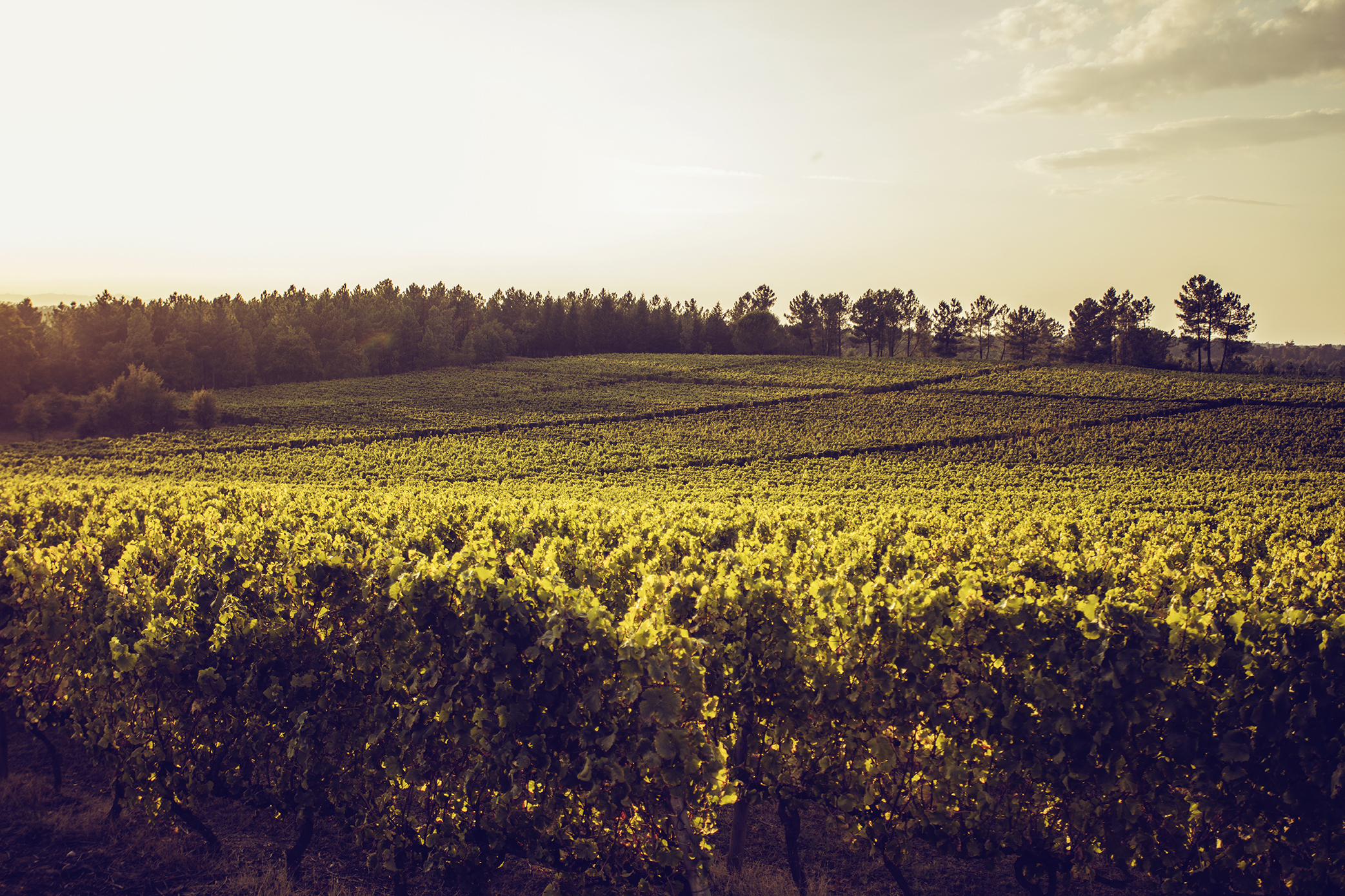 Dão, a Sogrape vineyard