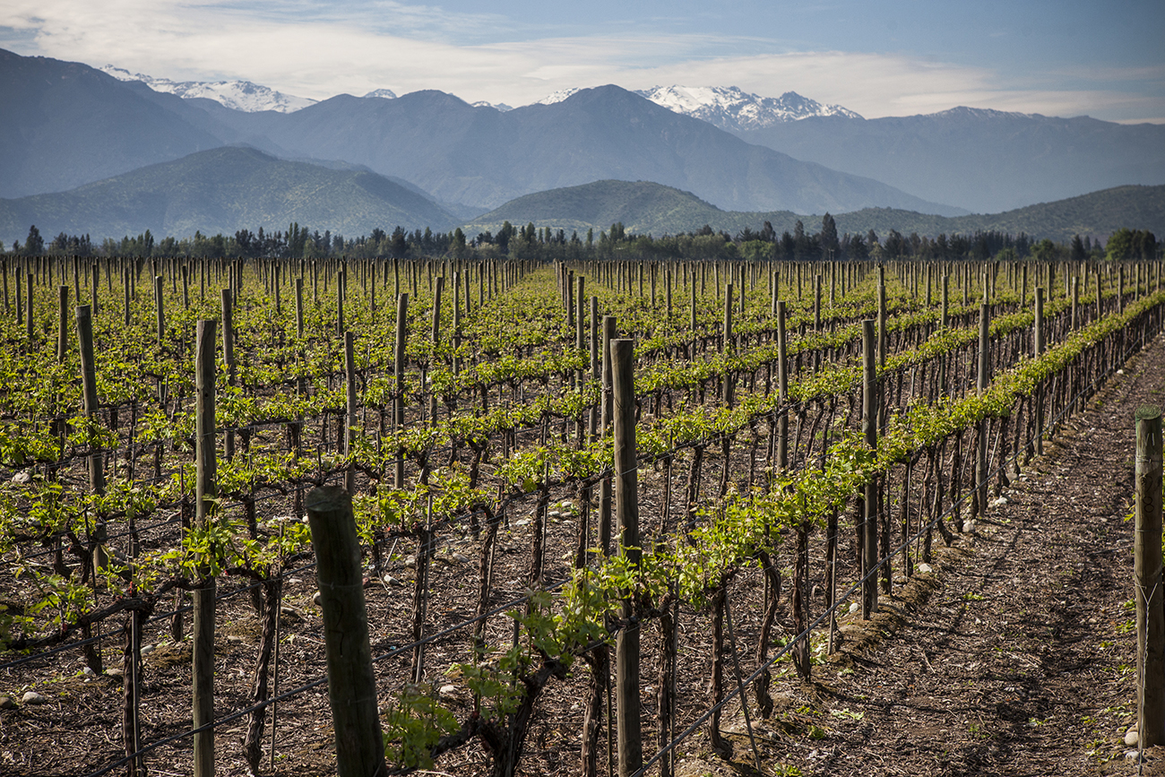 Alto Cachapoal, a Sogrape production region
