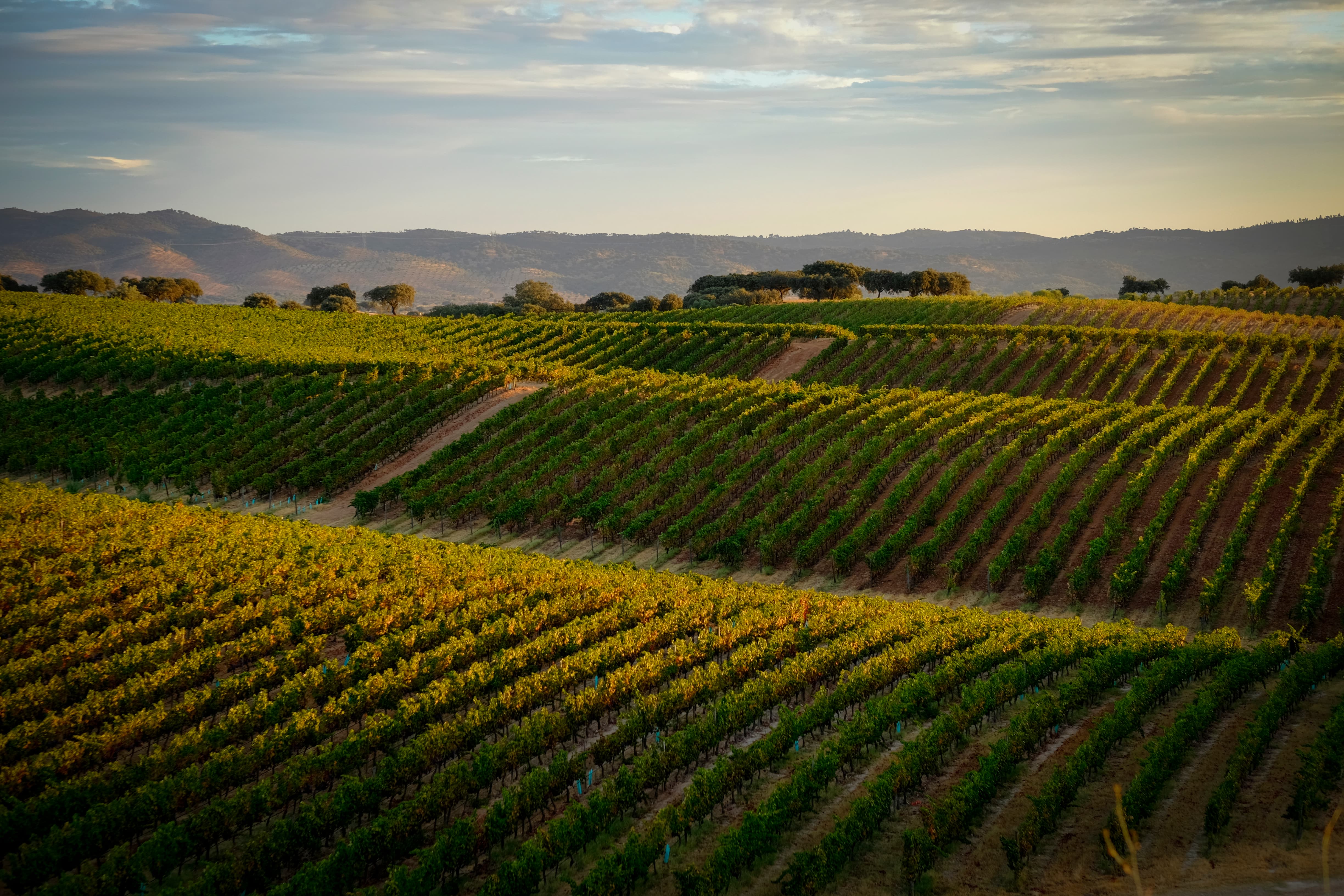 Alentejo, vinhedos Sogrape