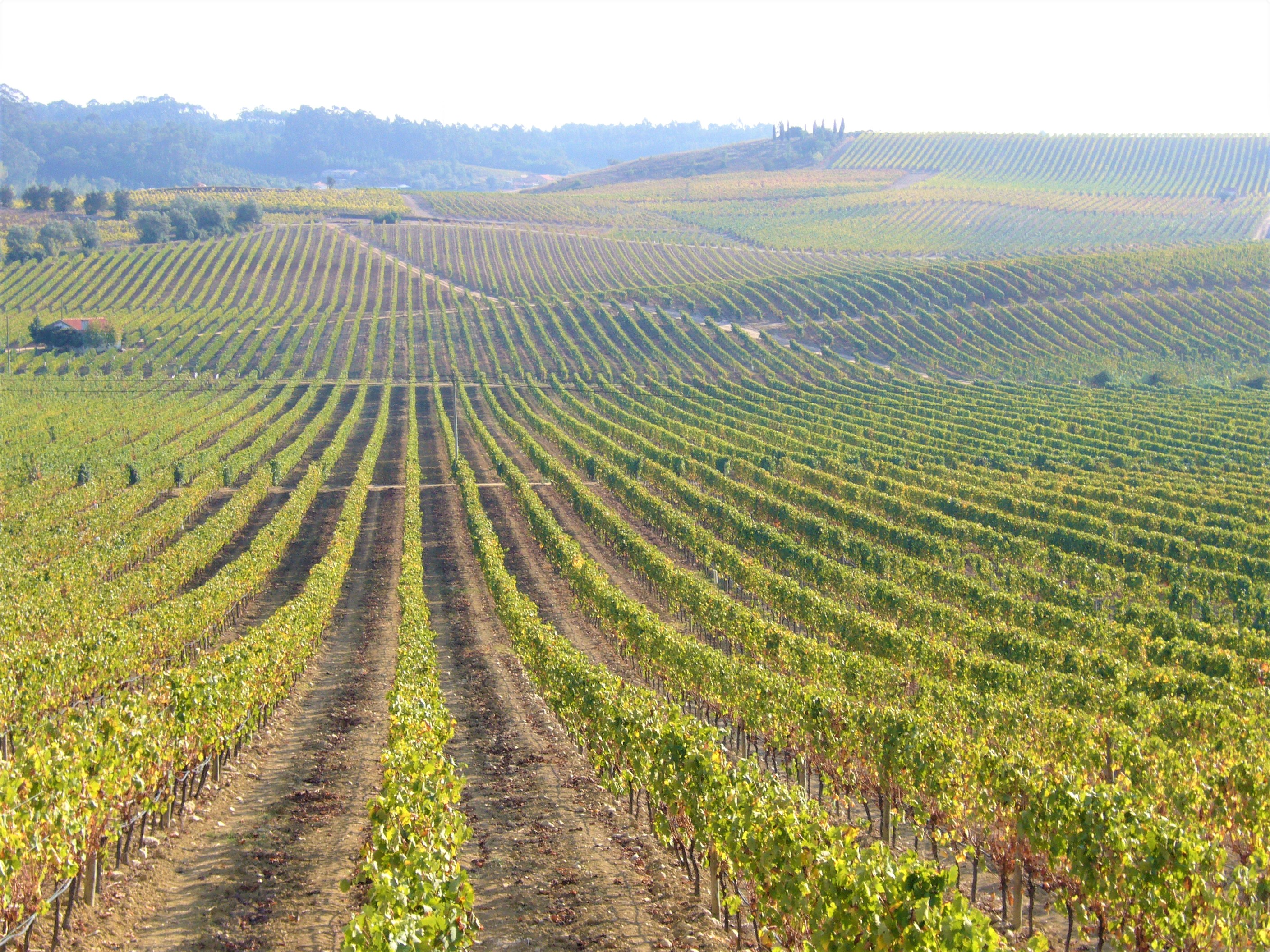 Bairrada, a Sogrape Vineyard