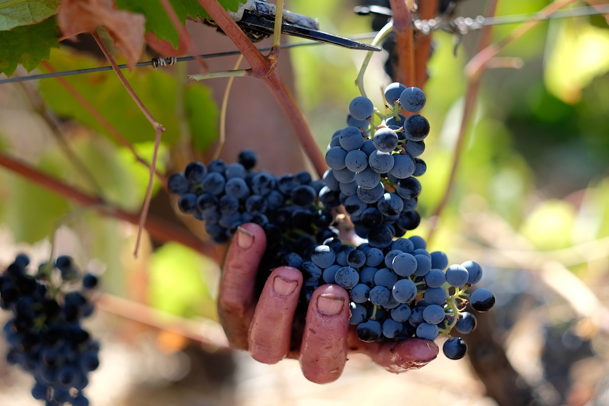 Grapevine clonal selection in Portugal: A different approach