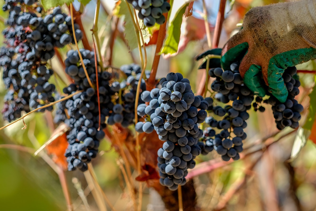 Sogrape 2021 Harvest Report