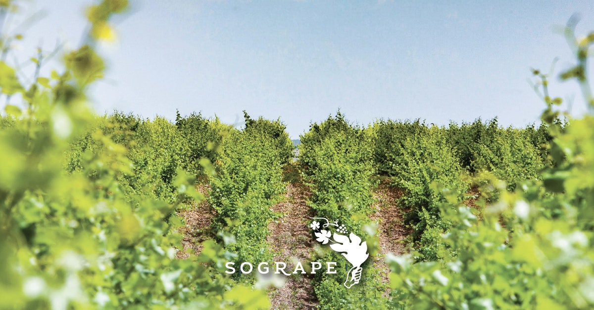 Marca Aura: Experiências Vinícolas Sogrape