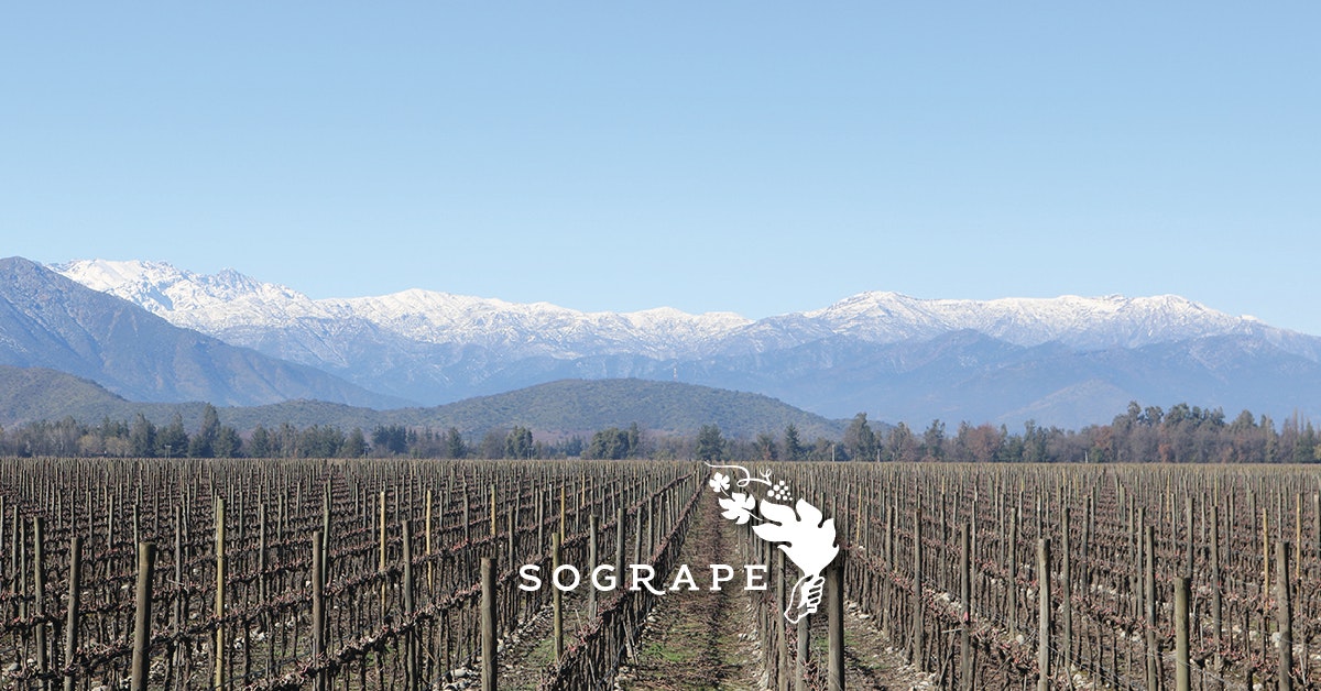 Terms and Conditions: Use of the Sogrape Website