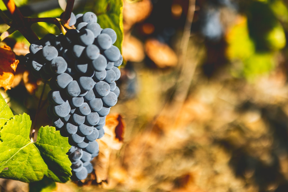 2021: The best year in Sogrape's history!