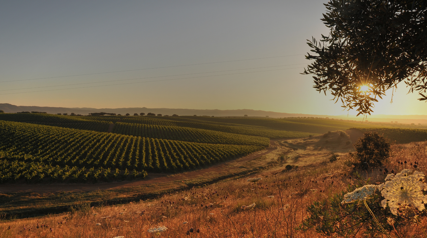 Sustentabilidade: Compromisso da Sogrape