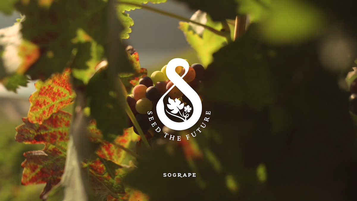 Seed the Future: Sogrape reinforces its commitment