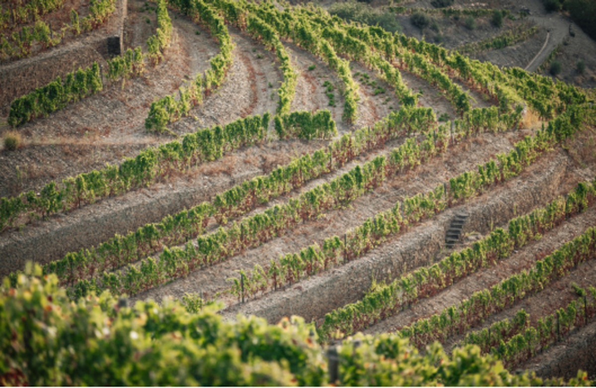 Antónia Adelaide Ferreira: a Sogrape brand