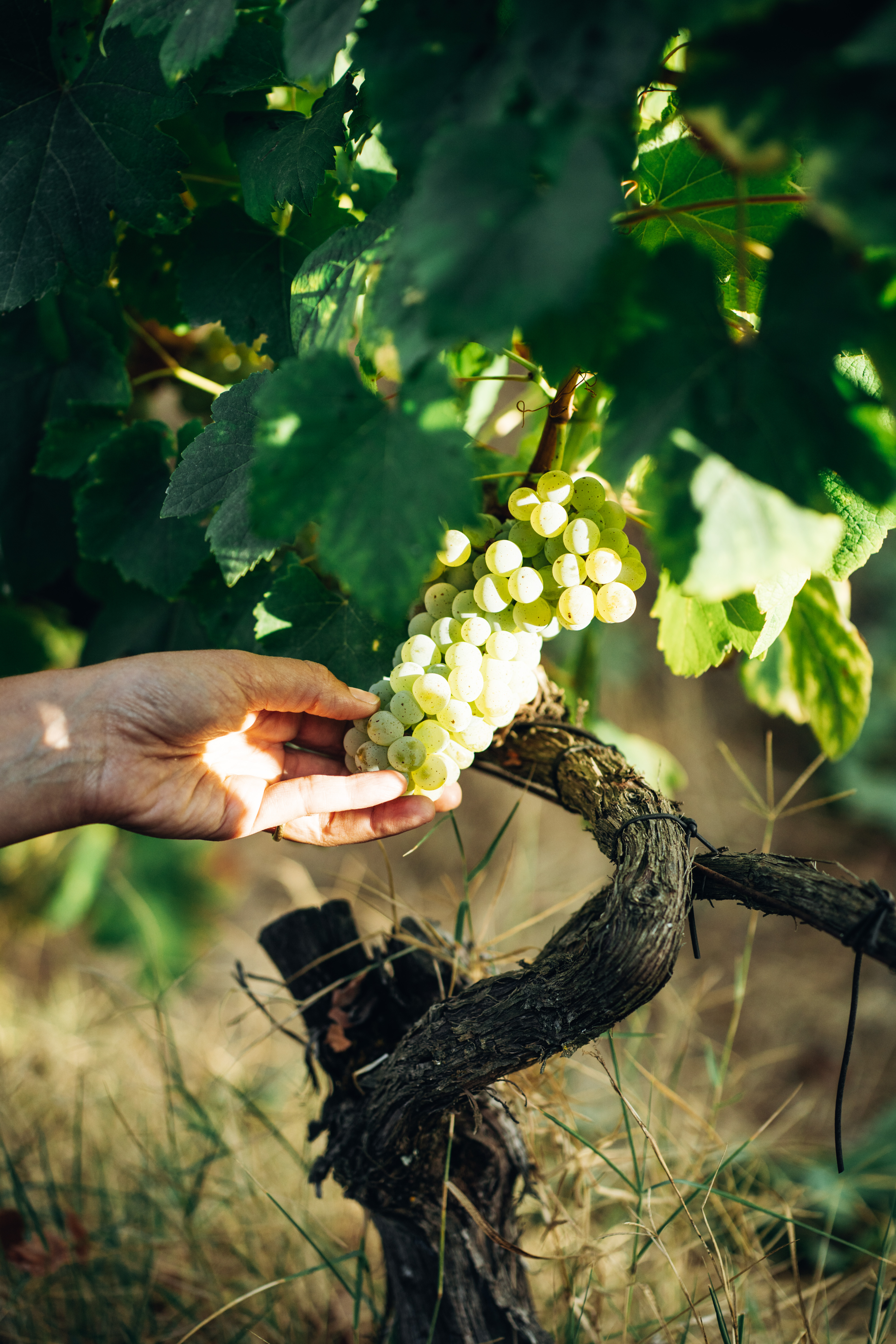 Innovation and Research: Shaping the Future at Sogrape