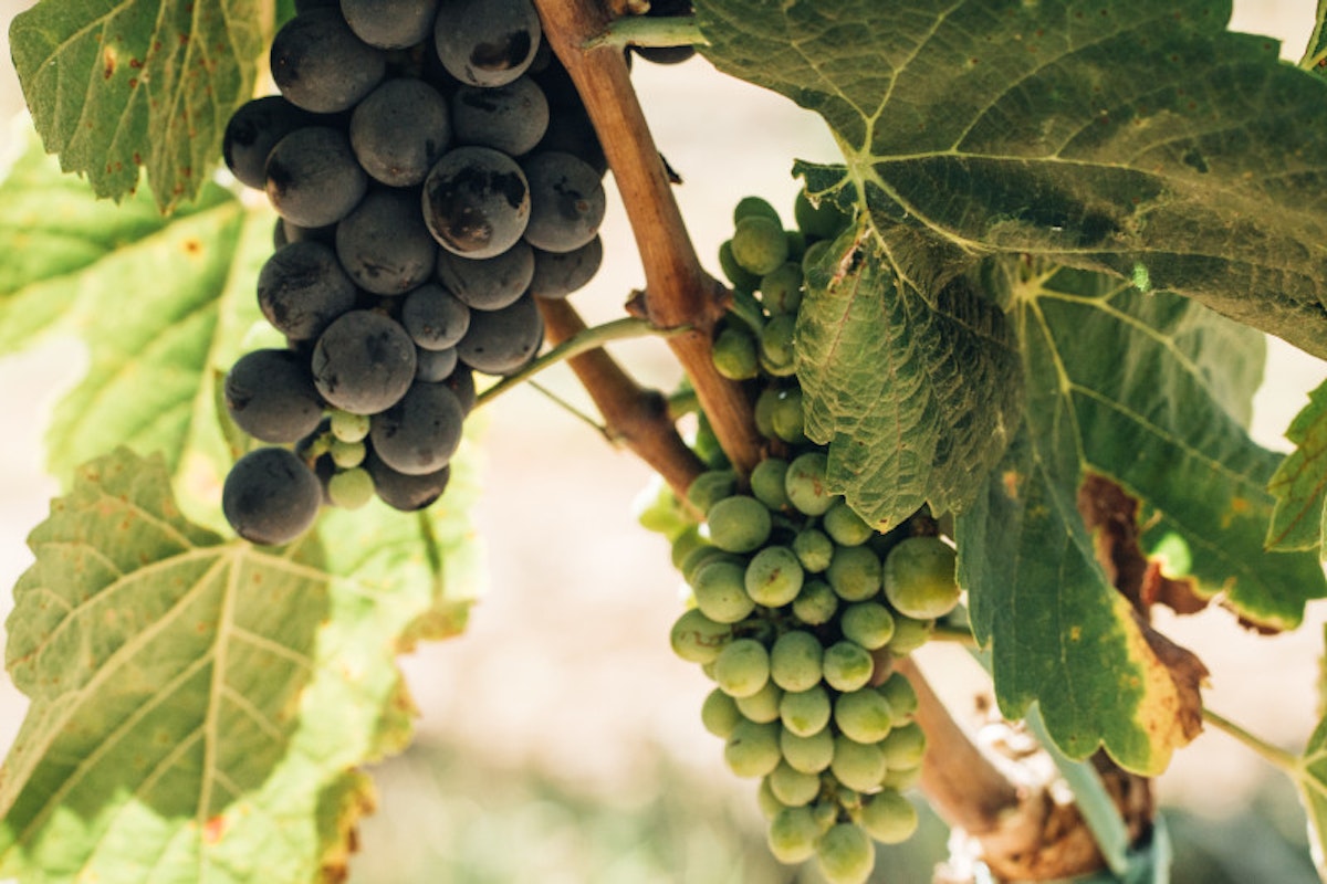 2024 Harvest Report by Sogrape Wine Academy