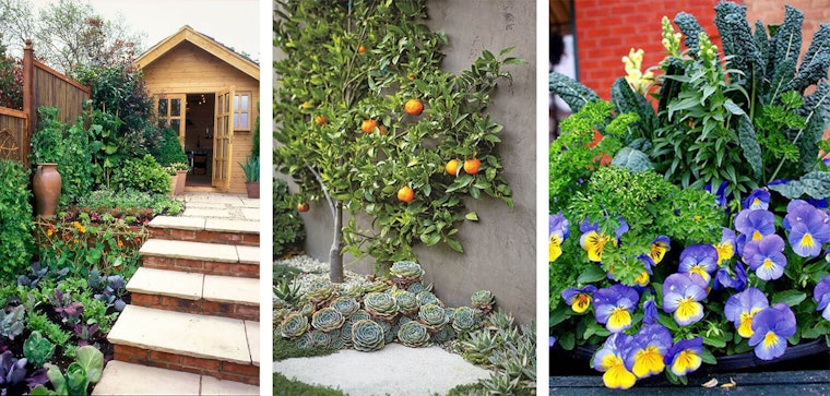 Create An Edible Landscape | Arizona SummerWinds Nursery