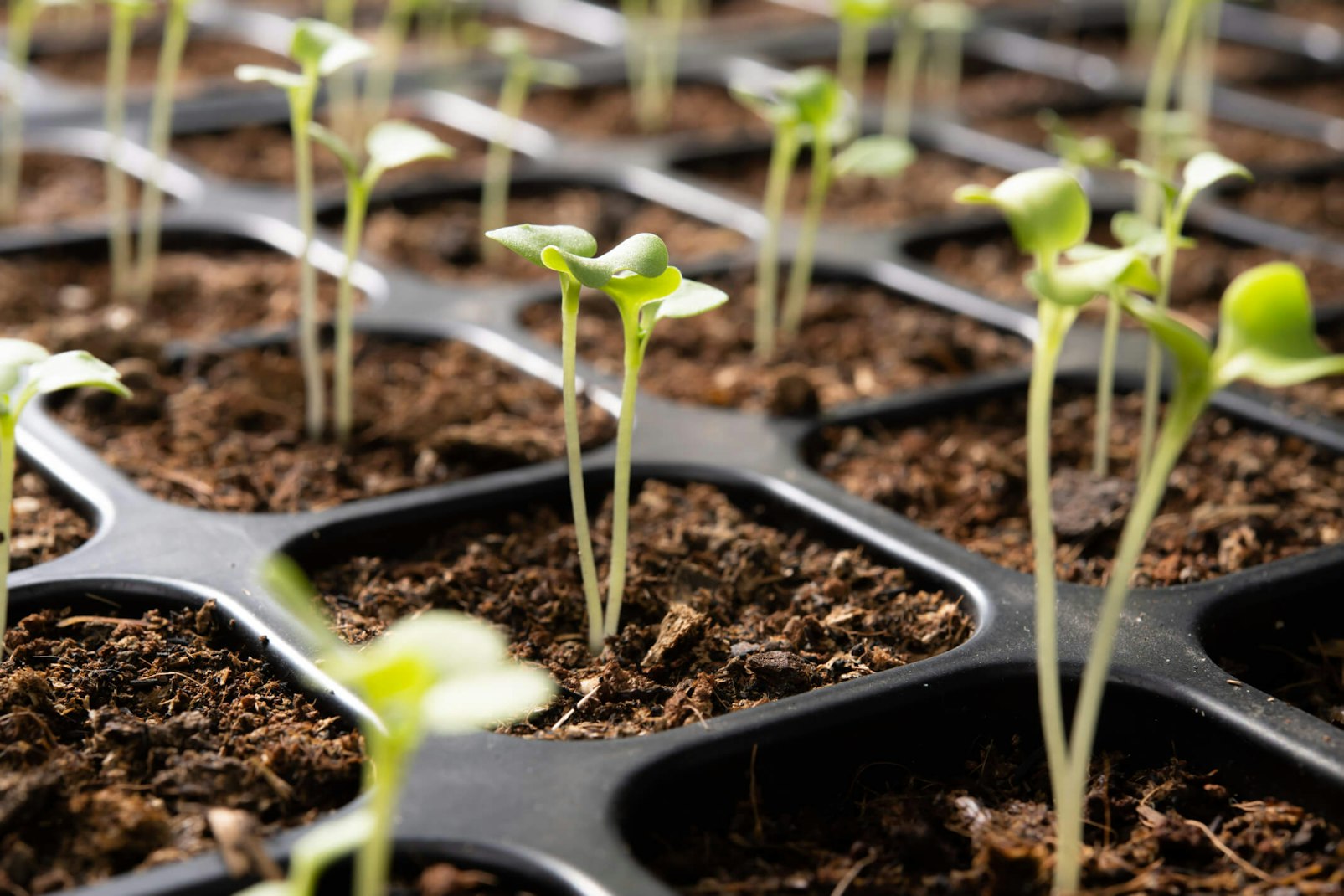 Edible Plants | Arizona SummerWinds Nursery