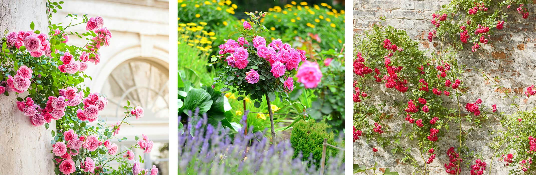 Climbing & Tree Roses | Arizona SummerWinds Nursery