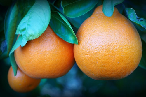 Citrus Trees | Arizona SummerWinds Nursery