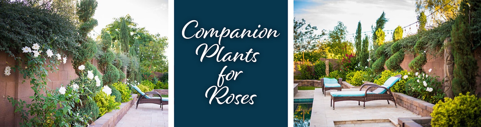 Roses Companion Plants | Arizona SummerWinds Nursery