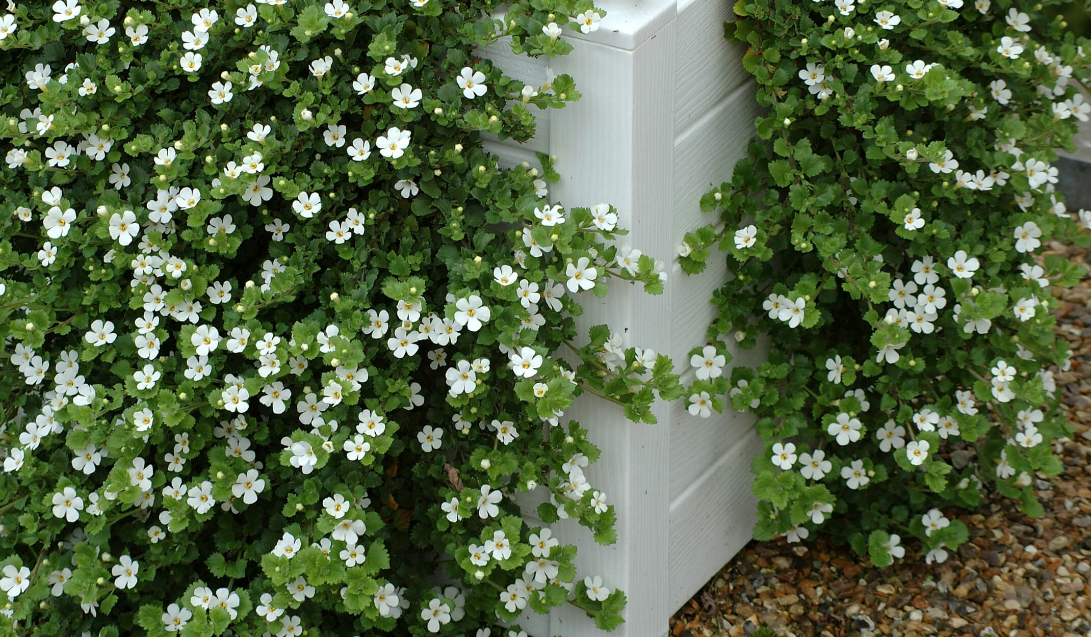 Perennial Plants | SummerWinds California