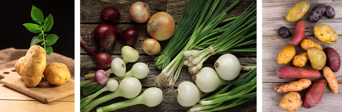 What Bulbs are Edible | Arizona SummerWinds Nursery