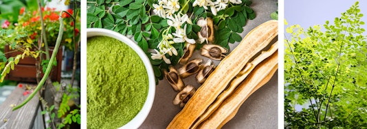 About the Amazing Moringa Tree | Arizona SummerWinds Nursery