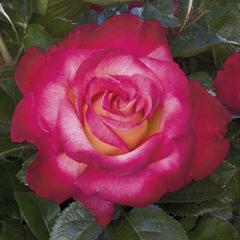 Bush & Shrub Roses | Arizona SummerWinds Nursery