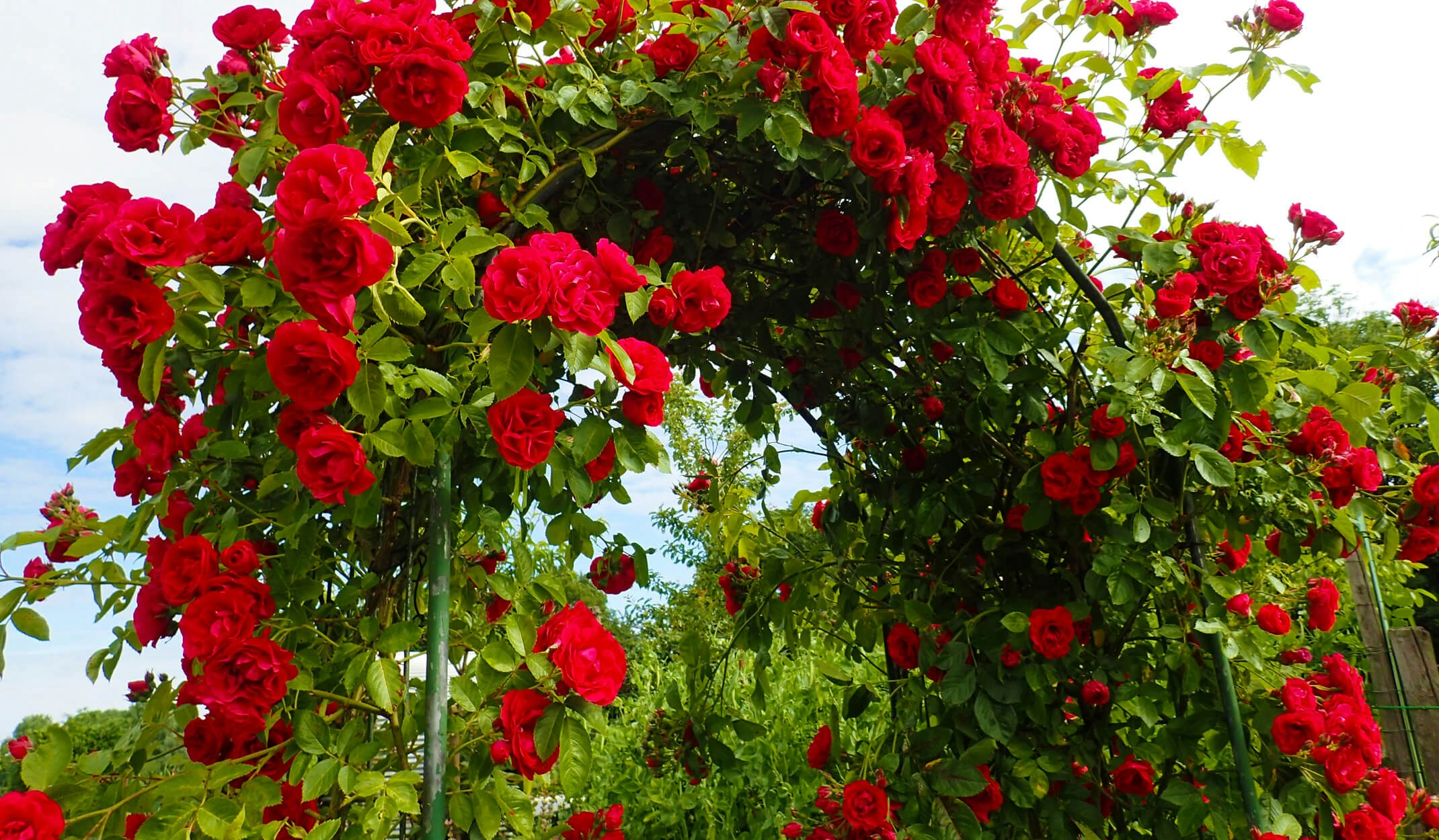 Roses | SummerWinds California