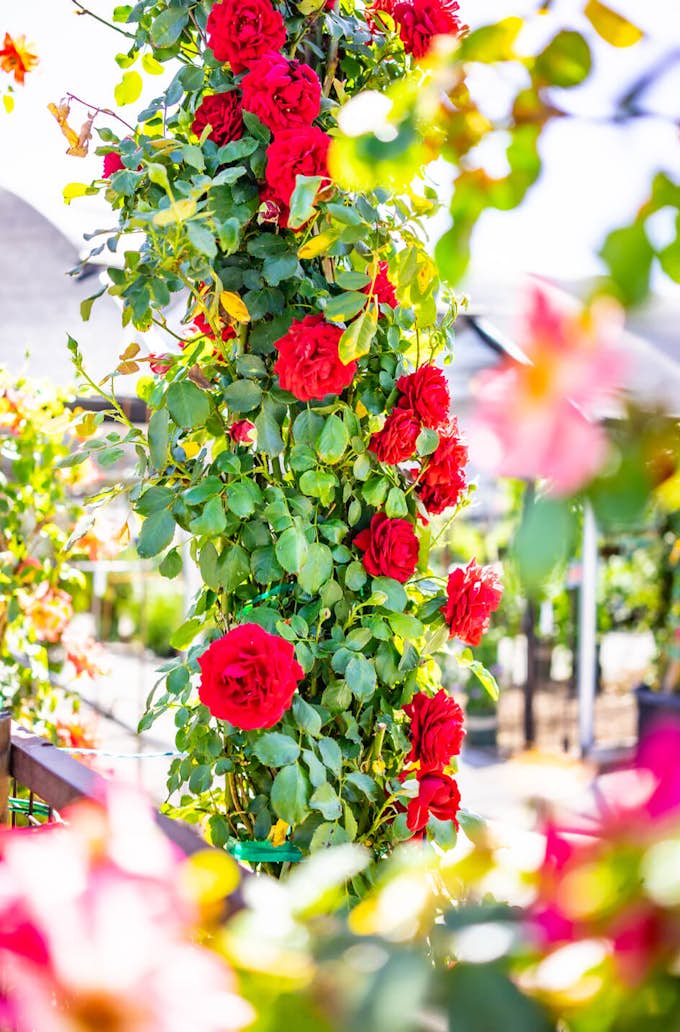 Growing Beautiful Roses | Arizona SummerWinds Nursery