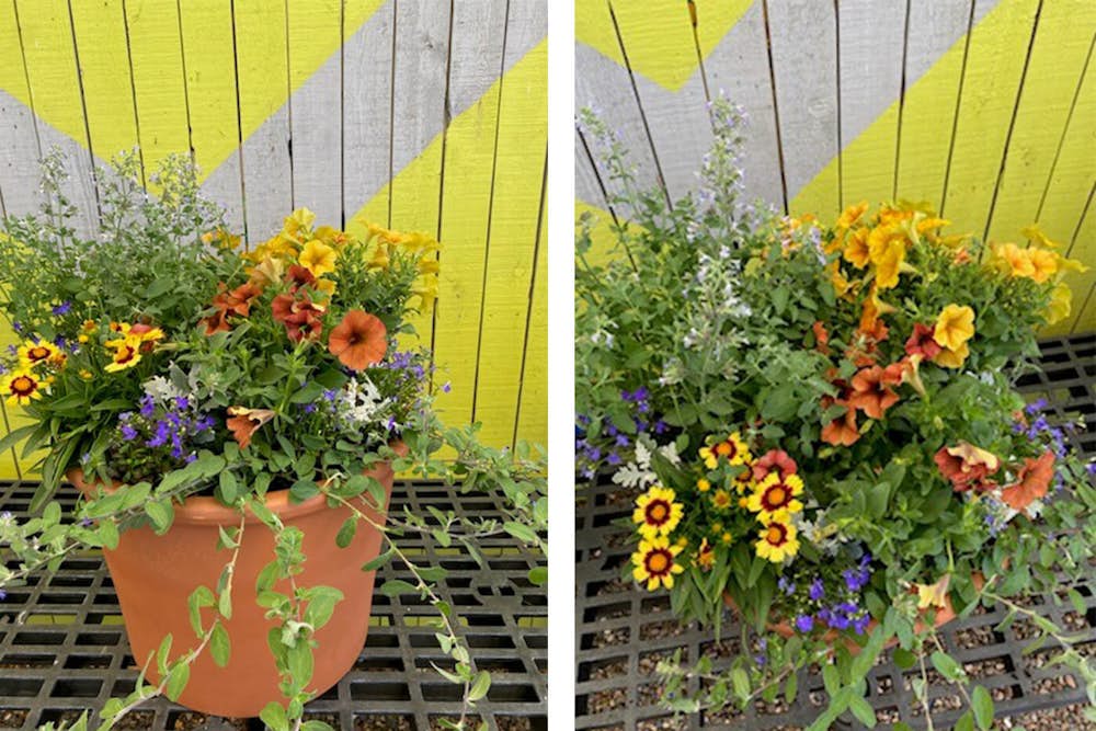 3 Fall Container Plant Recipes | Arizona SummerWinds