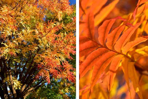 Fall is for Planting | CA SummerWinds Nursery