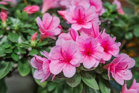Fall is for Planting | CA SummerWinds Nursery