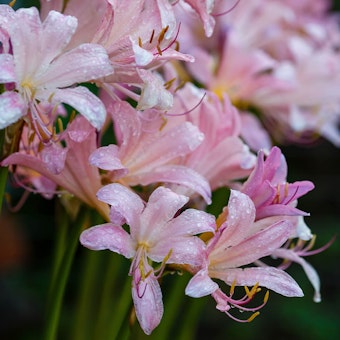 Flower Bulbs | Arizona SummerWinds Nursery