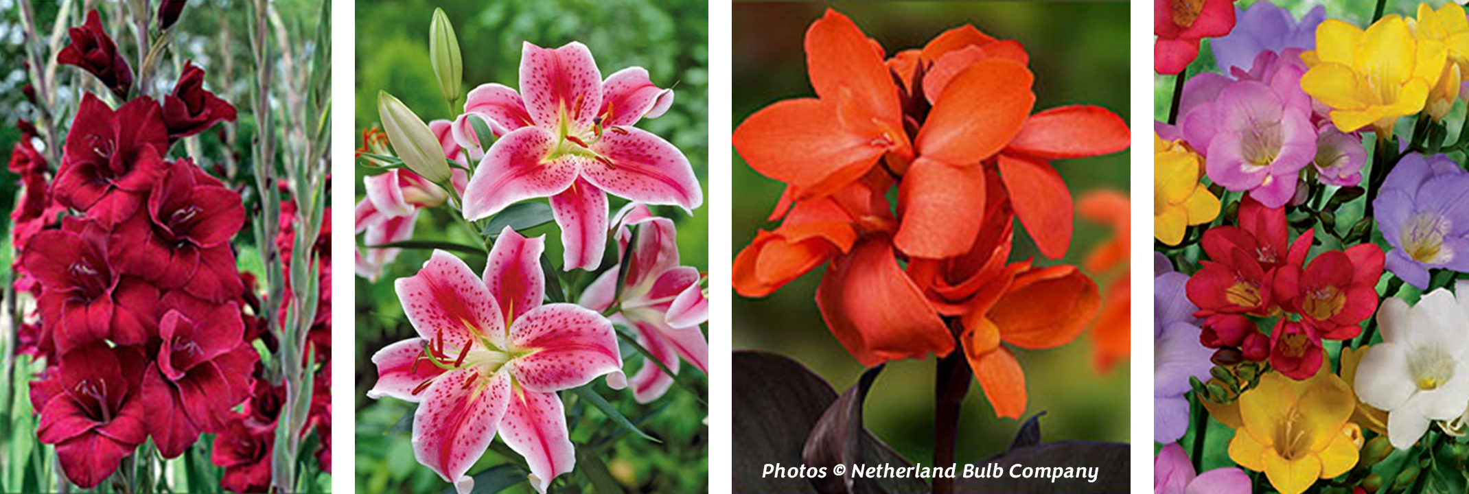 Flower Bulbs | Arizona SummerWinds Nursery