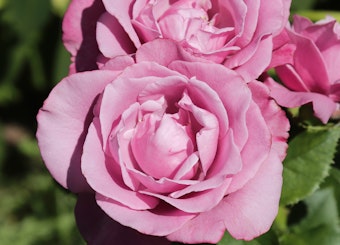 Bush & Shrub Roses | Arizona SummerWinds Nursery