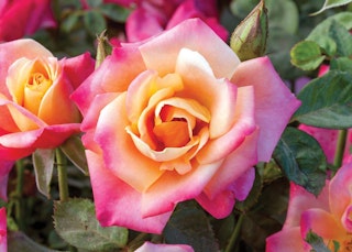 Packaged Bareroot Roses | California | SummerWinds Nursery